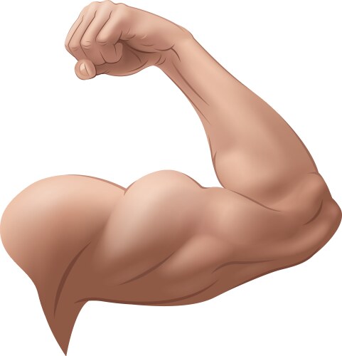 Muscular fighter crossed arm Royalty Free Vector Image Muscular fighter crossed arm Royalty Free Vector Image