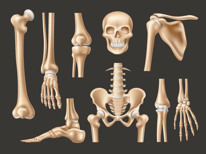 Human skeleton isolated on white Royalty Free Vector Image