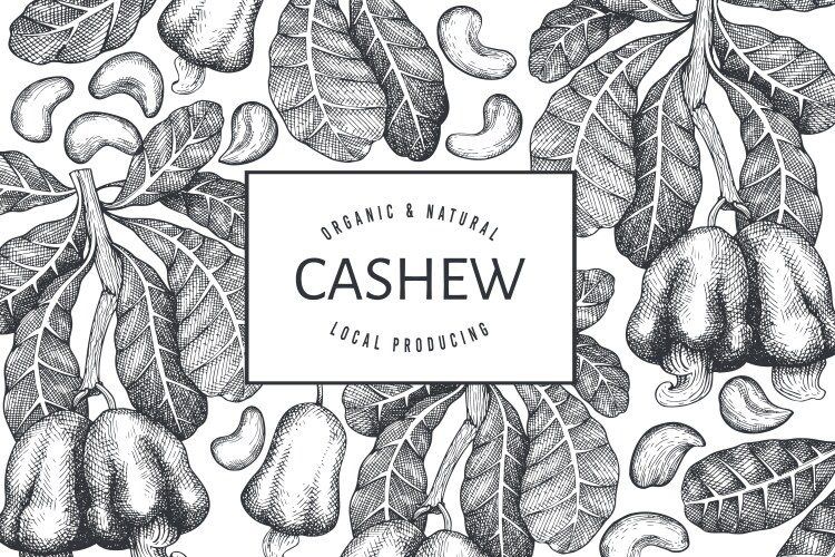 Cashew branch colored detailed Royalty Free Vector Image