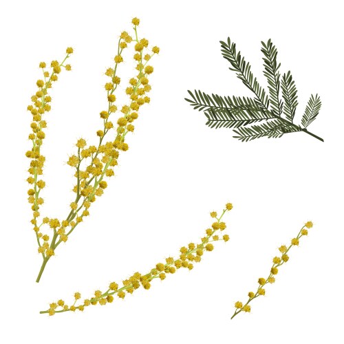 Wreath with crocuses and mimosa Royalty Free Vector Image