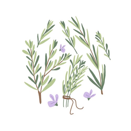Rosemary essential oil circle emblem isolated Vector Image