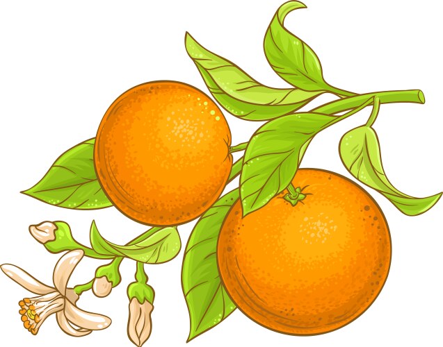 Pomegranate with leaves fresh fruit drawing Vector Image