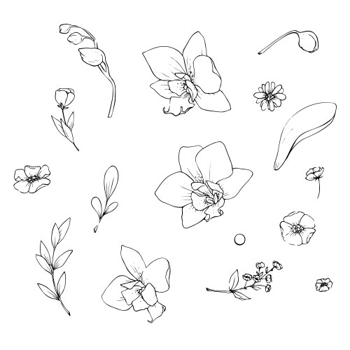 Abstract outline flowers on white Royalty Free Vector Image