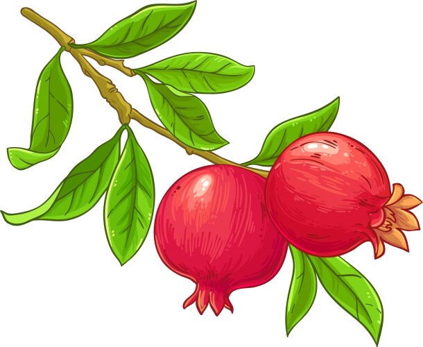 Pomegranate with leaves fresh fruit drawing Vector Image