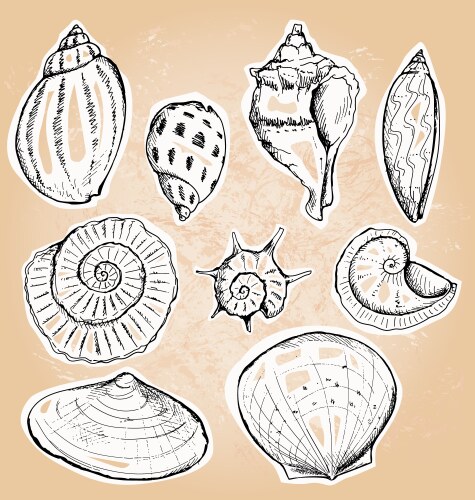 Seashells Vector Images (over 36,000)