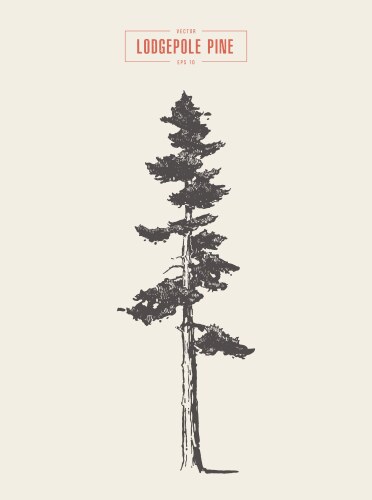 Sketch mountains pine forest river drawn Vector Image