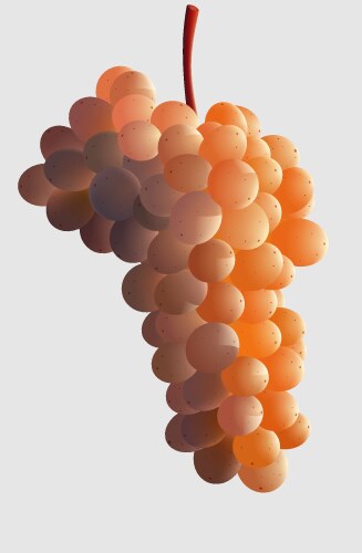 Golden Grapes Vector Images (over 990)
