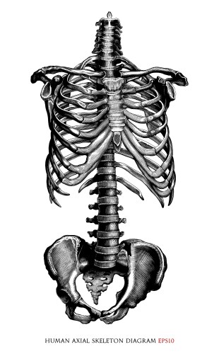Skeleton Vector Images (over 160,000)