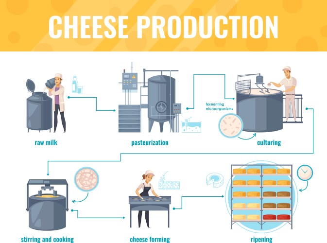 Cheese production isometric infographics Vector Image
