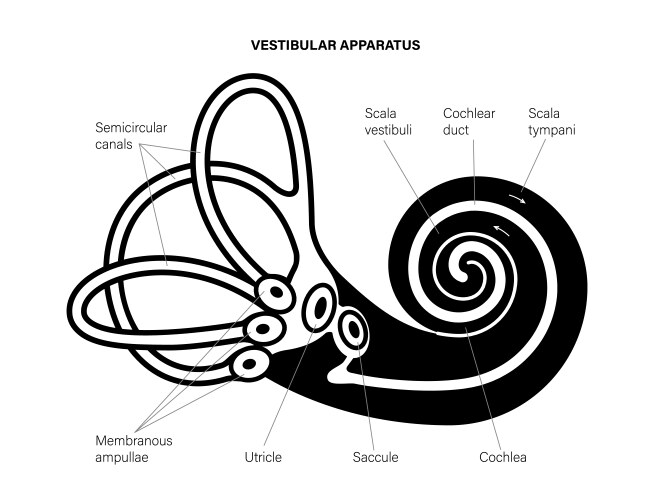 Diagram human eye anatomy with label Royalty Free Vector