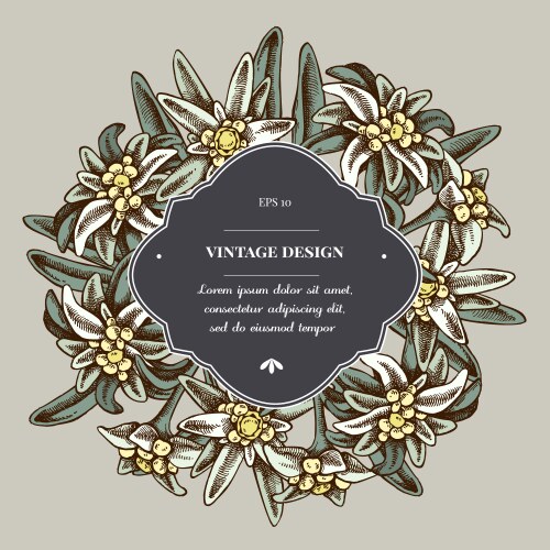 Edelweiss Vector Images (over 520)