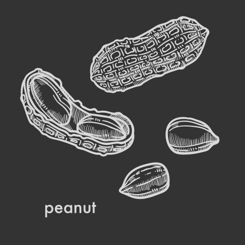 Ripe nuts and seeds Royalty Free Vector Image - VectorStock