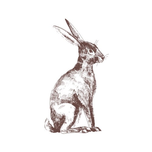 Rabbit Side View Vector Images (over 240)