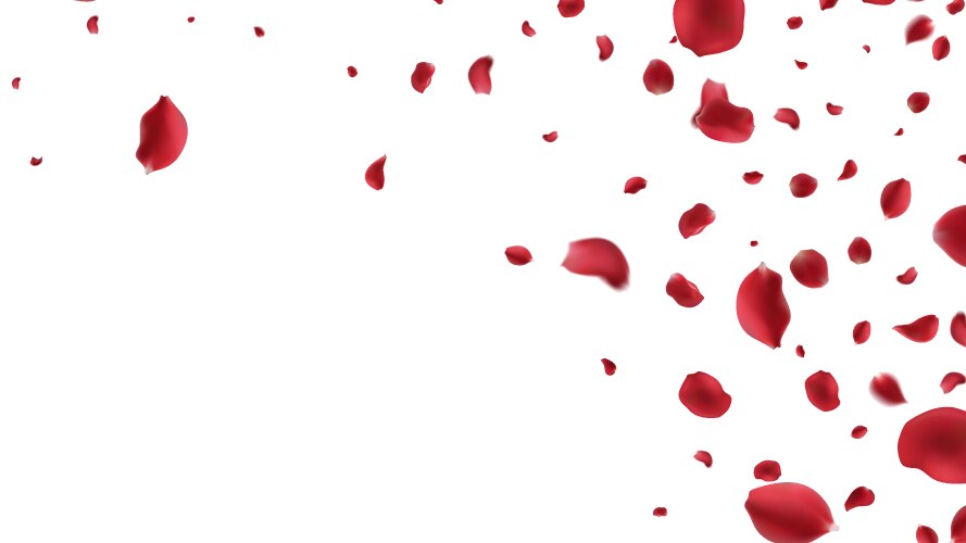 Falling rose petals red on fake Royalty Free Vector Image