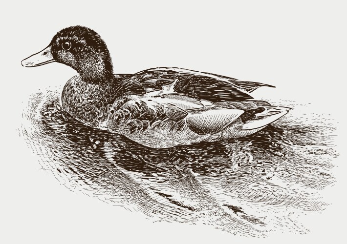 Wild duck swimming sketch hand drawn in doodle Vector Image