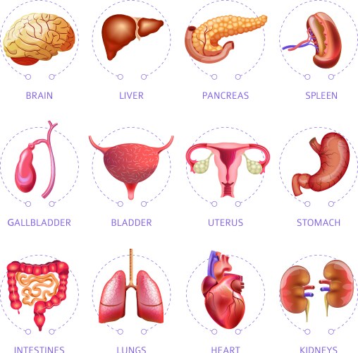 Human internal organs infographic poster Vector Image