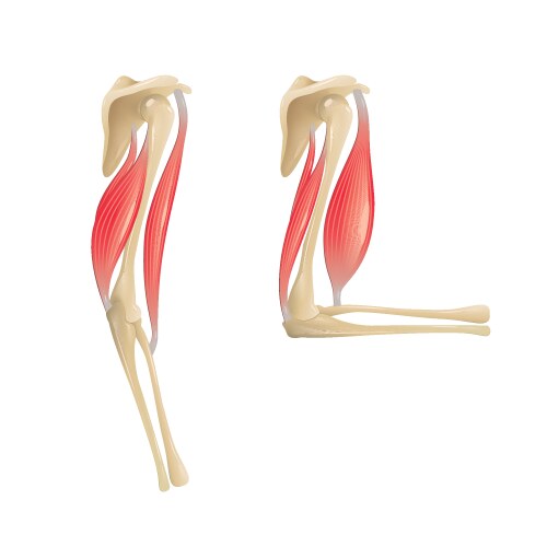 Elbow Joint Anatomy Vector Images (over 1,300)