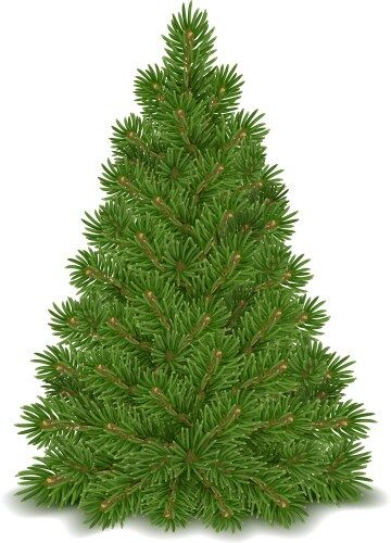 A tall ashoka tree Royalty Free Vector Image - VectorStock