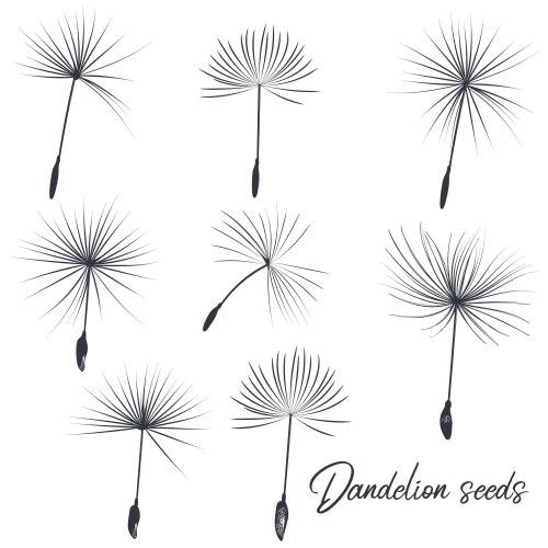 Dandelion Vector Images (over 14,000)