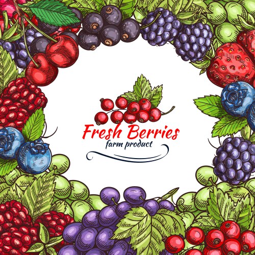 Berries and leaves set Royalty Free Vector Image