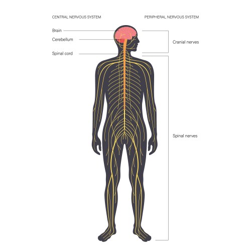 Anatomy of the nervous system Royalty Free Vector Image