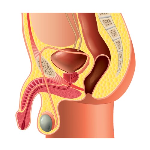 Human Digestive System Royalty Free Vector Image