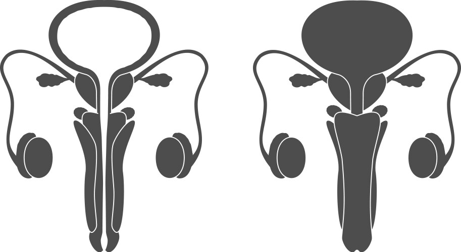 Male Reproductive System with Parts Vector Images (over 250)