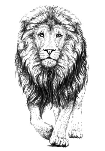 Lion artistic color realistic portrait Royalty Free Vector