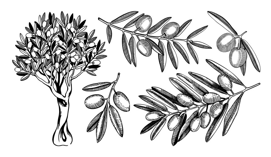 Olive Tree Sketch Vector Images (over 11,000)