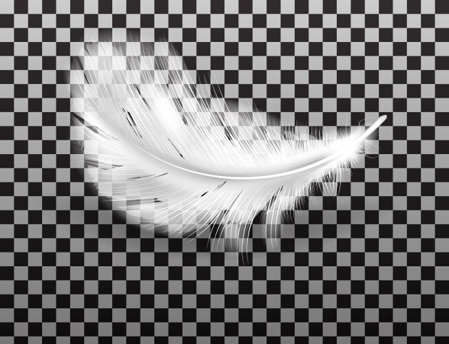Black fluffy feather with shadow realistic Vector Image