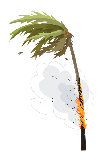 Burning palm tree isolated on white wild fire Vector Image
