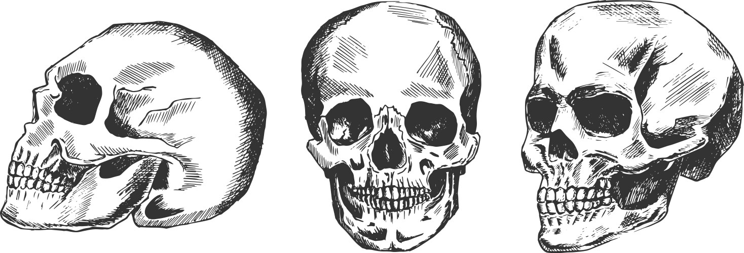 Skull Front Facing Vector Images (over 2,900)