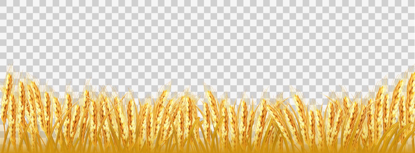 Wheat Vector Transparent Background Wheat PNG Images CleanPNG