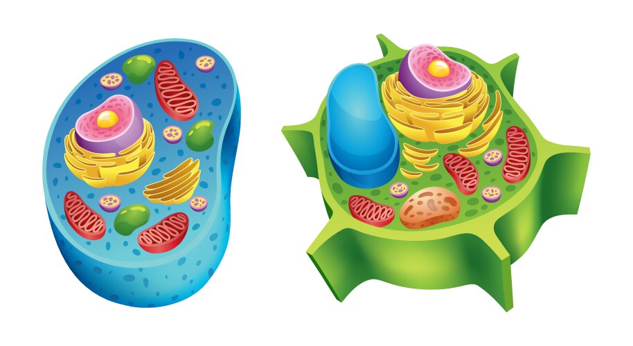 A detailed comparison of diagrams Royalty Free Vector Image