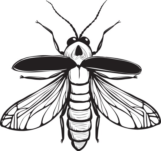 Firefly Vector Images (over 4,800)