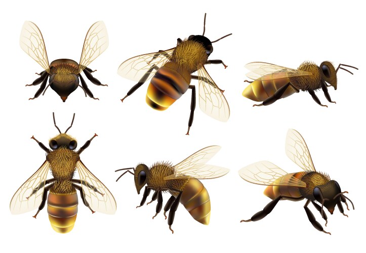 Honeybee Vector Images (over 18,000)