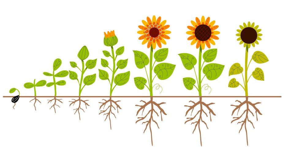 Sunflower Cartoon Vector Images (over 11,000)