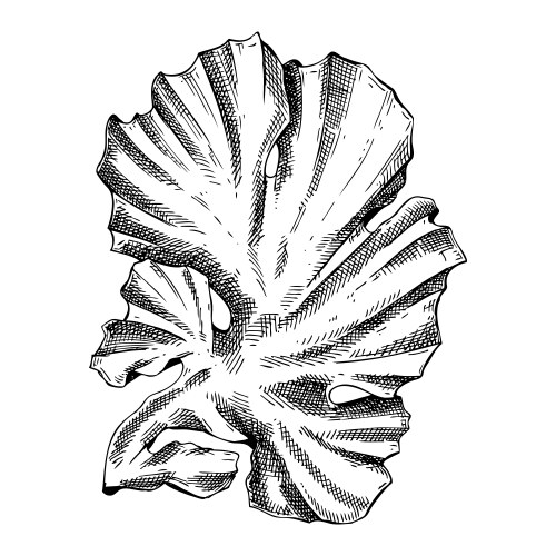 Hand drawn blue agave main tequila ingredient Vector Image