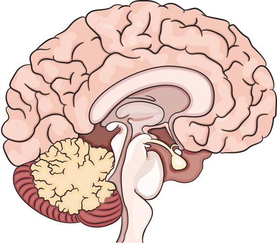 Human brain cartoon isolated Royalty Free Vector Image