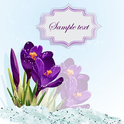 Spring card with crocuses Royalty Free Vector Image