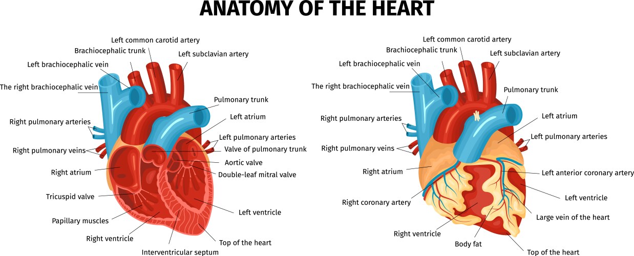 Digital of human heart anatomy Royalty Free Vector Image