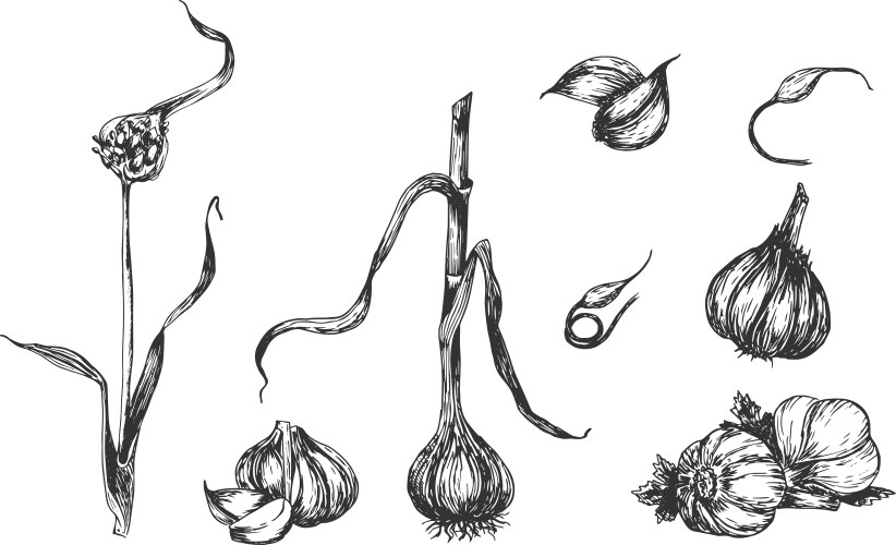 Garlic Black and White Vector Images (over 8,200)
