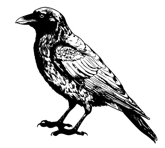 Raven crow hand drawn sketch Royalty Free Vector Image