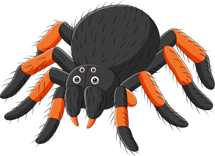 Cute spider cartoon Royalty Free Vector Image - VectorStock