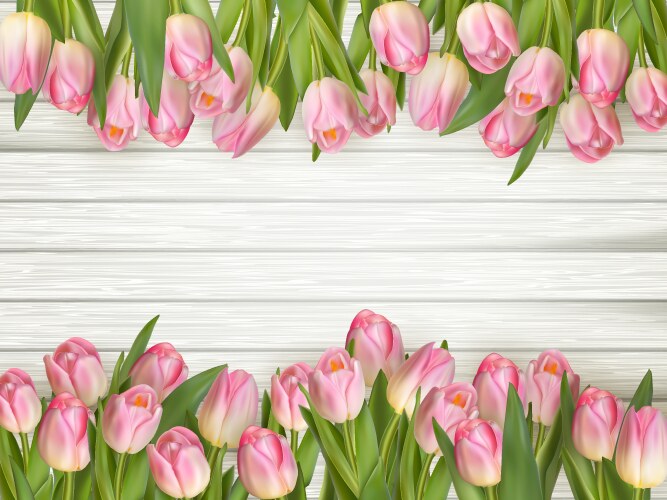 Seamless border of pink tulips on an isolated Vector Image