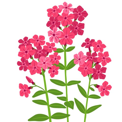 Drawing garden flowers phlox Royalty Free Vector Image