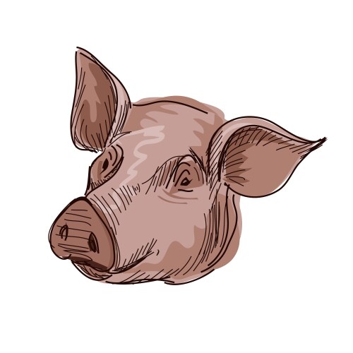 Doodle pig Royalty Free Vector Image - VectorStock