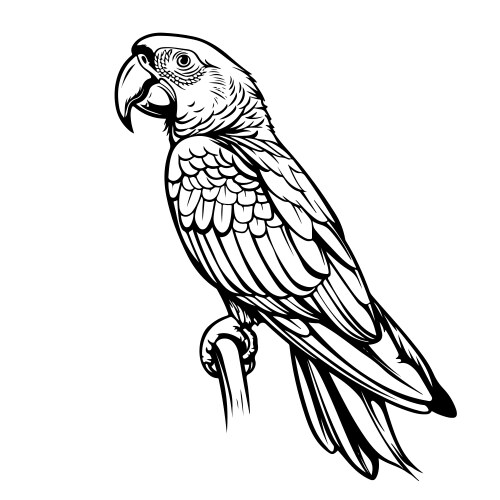 Parrot Bird Outline Vector Images (over 4,100)