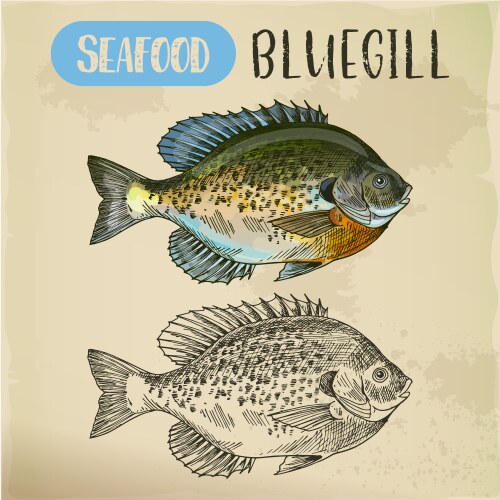 Bluegill Vector Images (over 120)