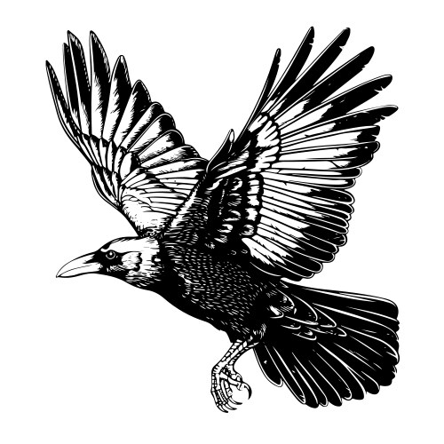 Realistic of a crow hand drawn Royalty Free Vector Image